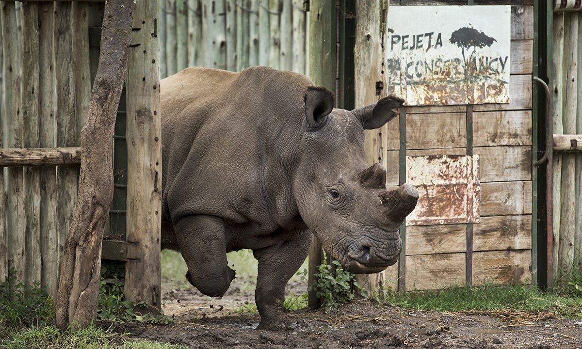 The World's Big Five Animals - Ease My Safari