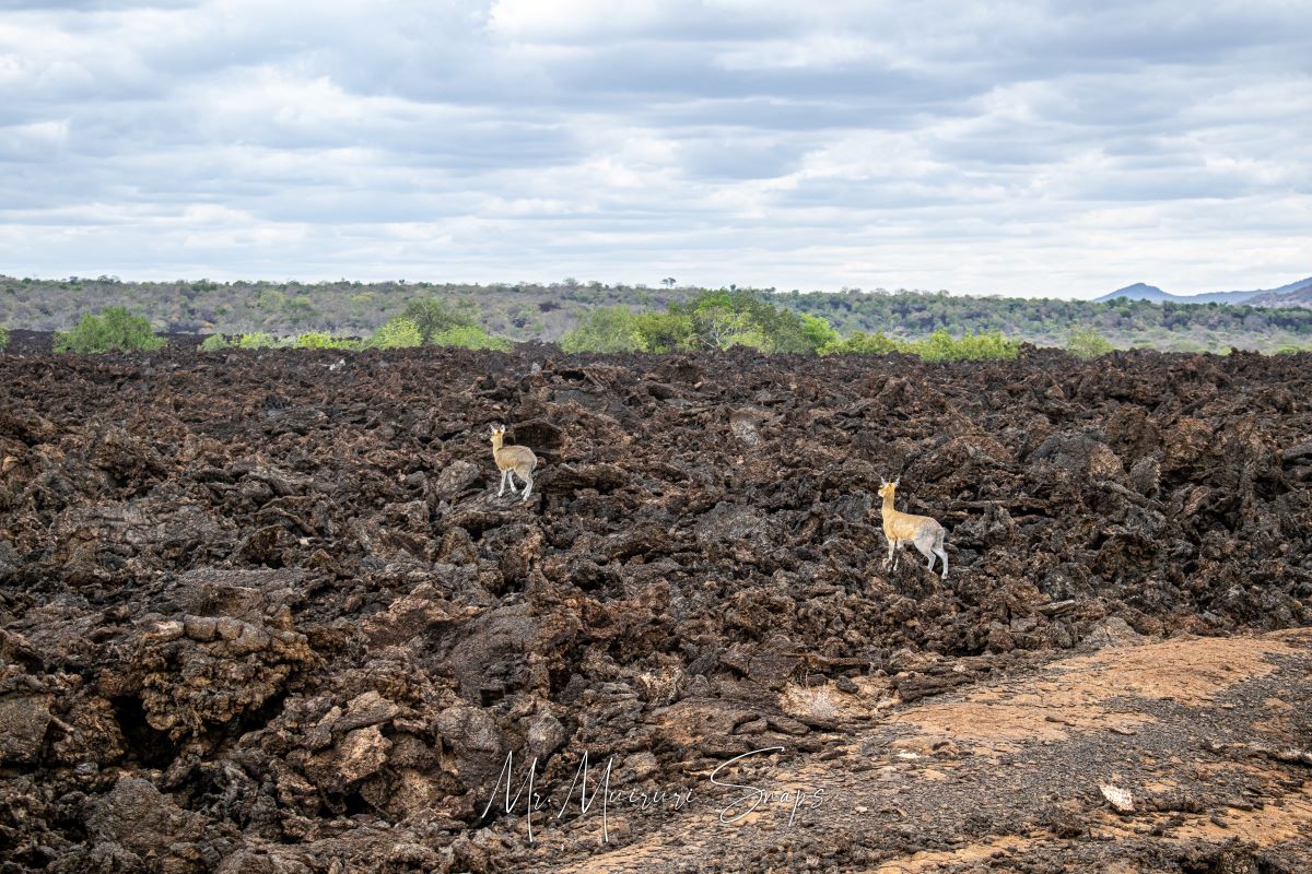 4 Days Kenya Wildlife Safari: Amboseli, Tsavo West, & Tsavo East